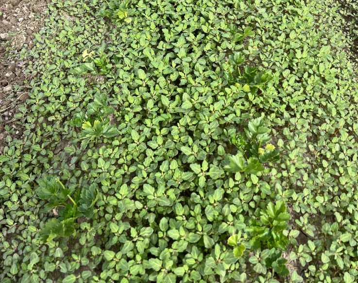 FarmWise | Feeding Our World and Our Future